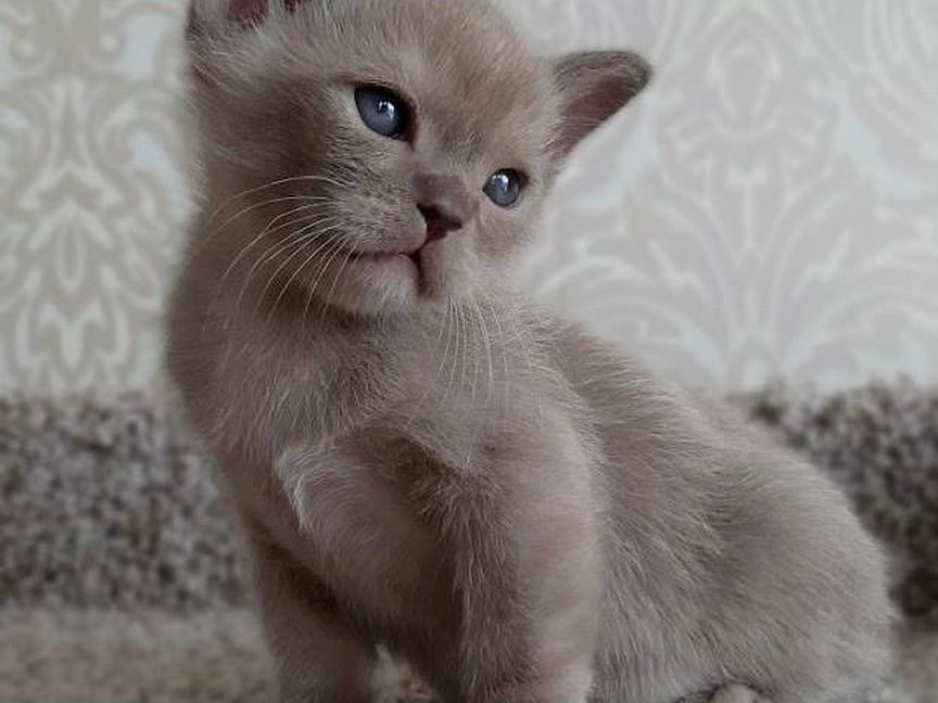 Бурманские котята