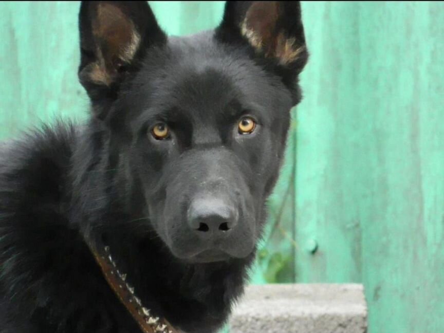 Суку возьму