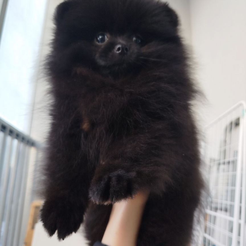 Щенок шпица