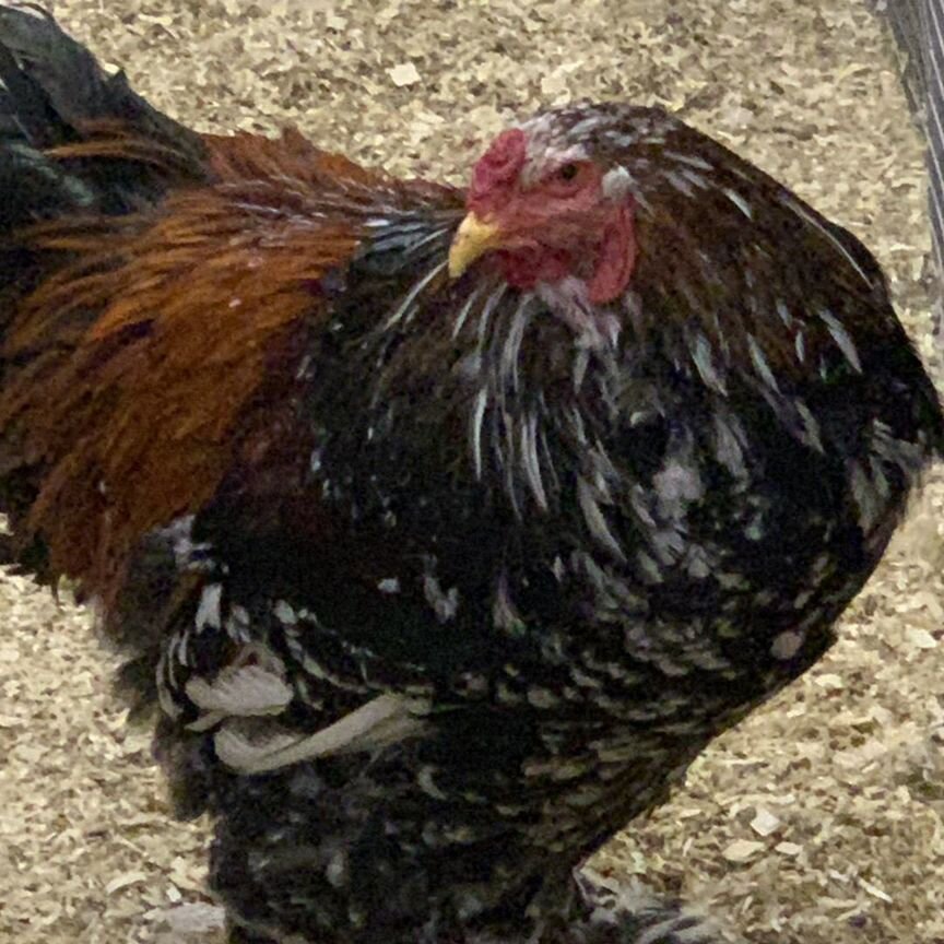 Петух породы брама