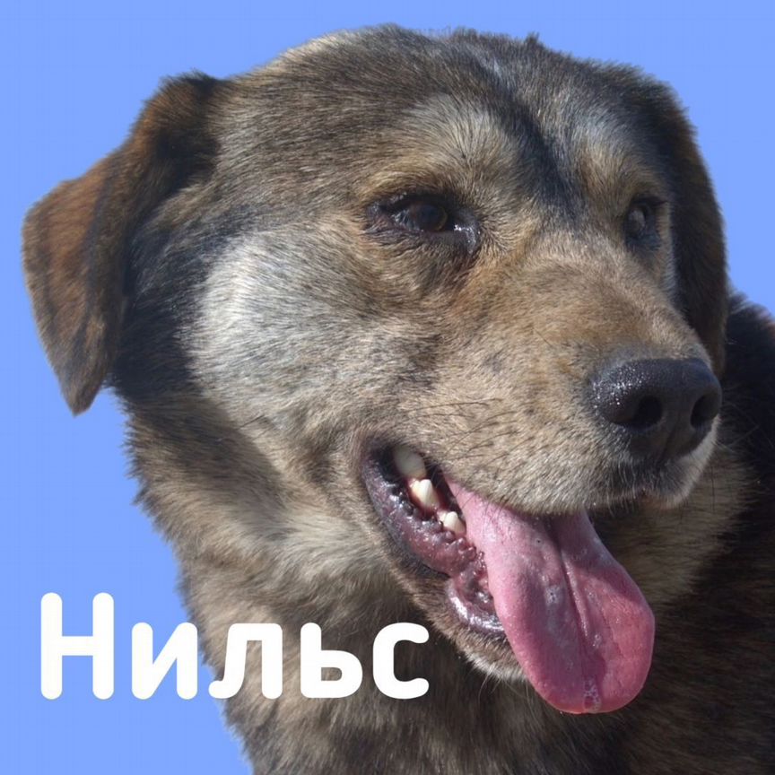 Взрослый пёс в добрые руки