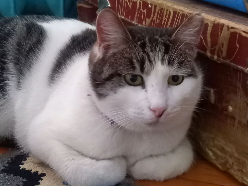 Кошка в добрые руки