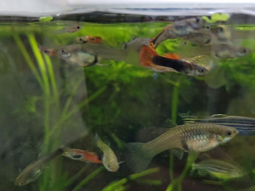 Гуппи,креветки,растения