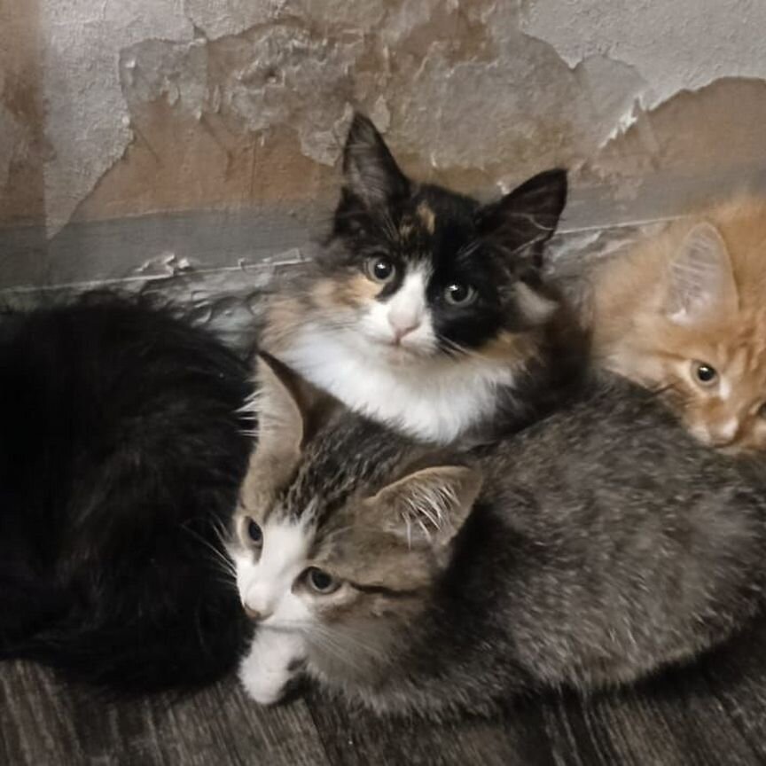 Подарю котенка