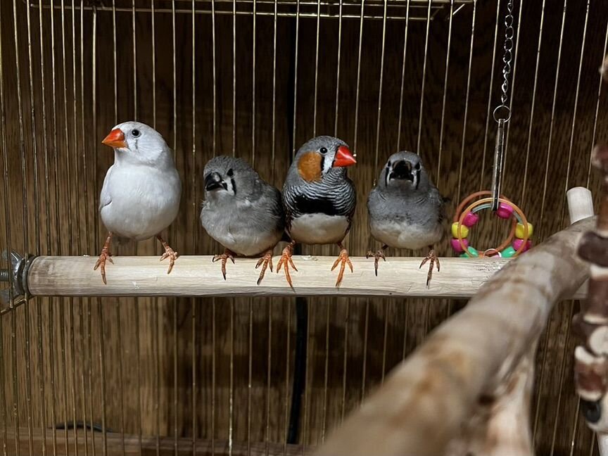 Зебровые амадины