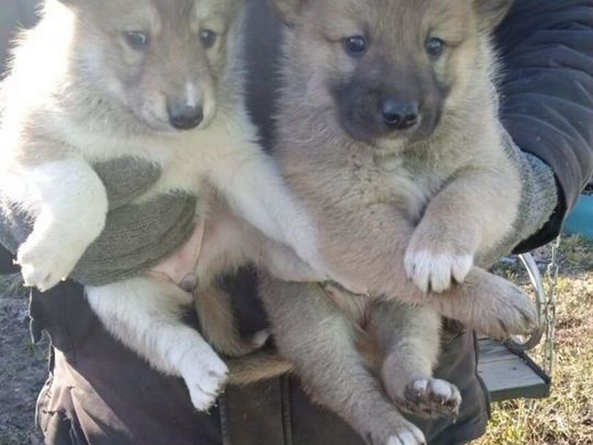 Щенки западно сибирской лайки