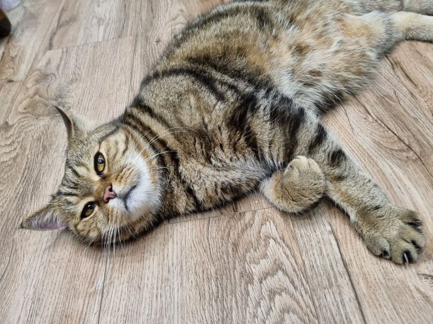 Шатландский котик в дар