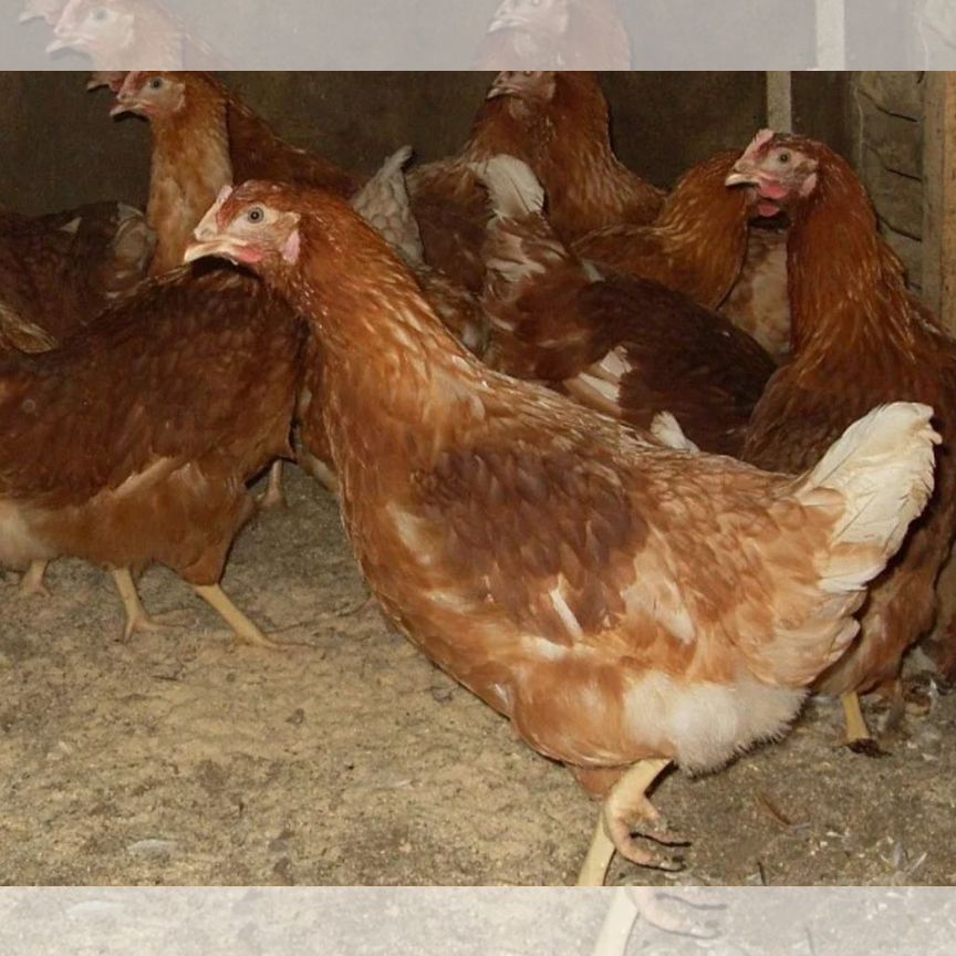 Куры молодки несушки
