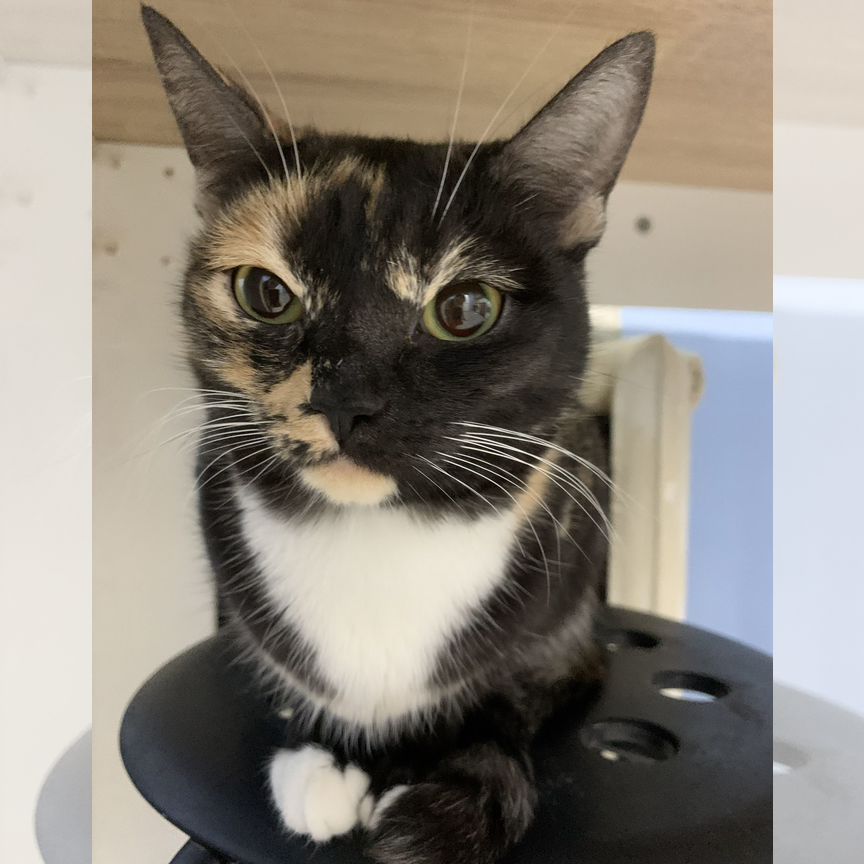 Взрослая кошка в добрые руки