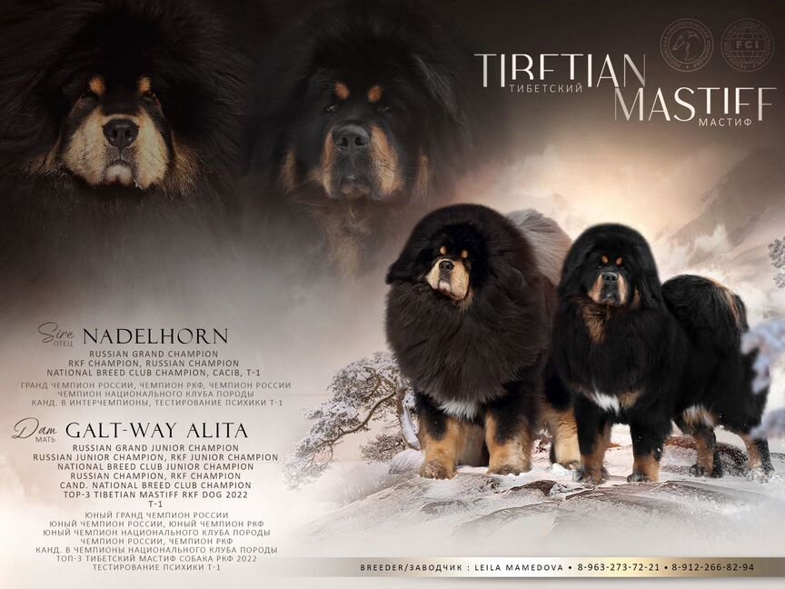Тибетский мастиф щенки