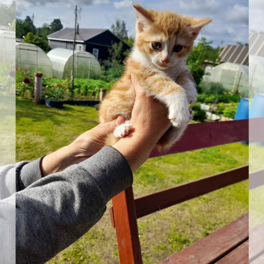 Котята в добрые руки