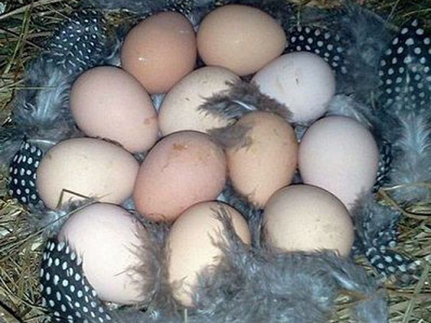 Цесариные яйца