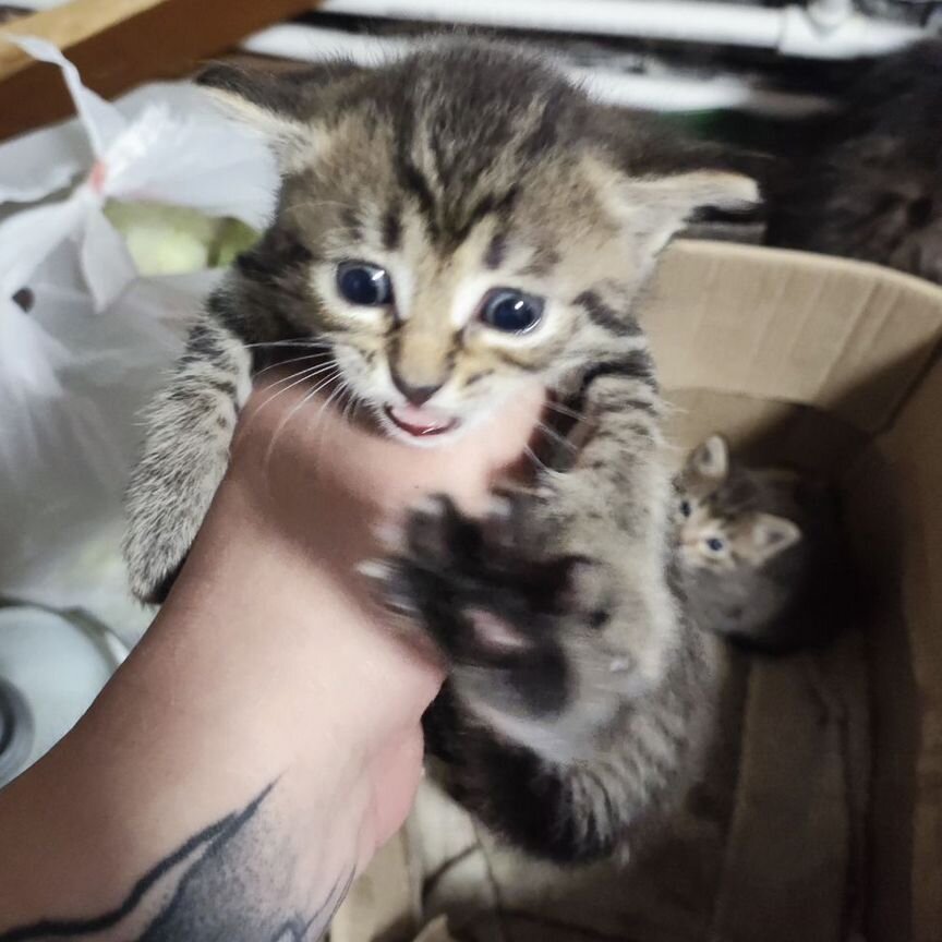 Котята в добрые руки бесплатно