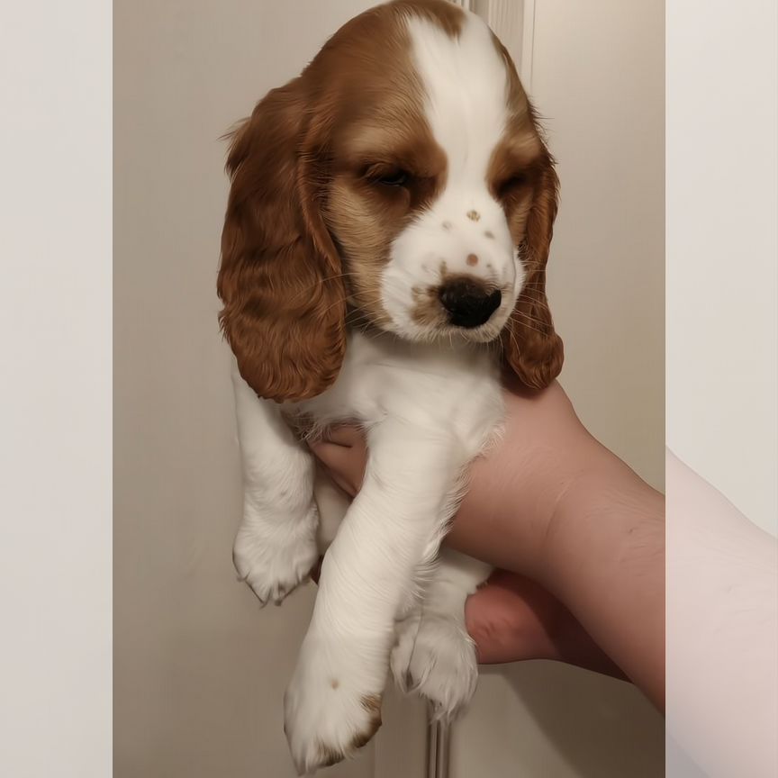 Английский кокер-спаниель, щенок