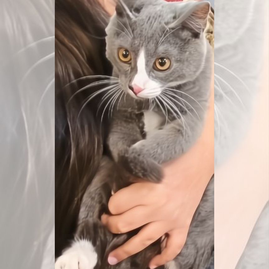 Шотландский прямоухий длинношёрстный котёнок