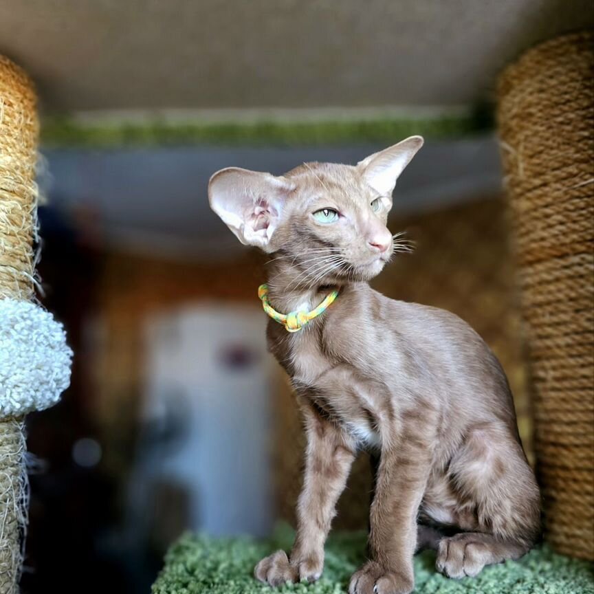 Ориентальный котенок