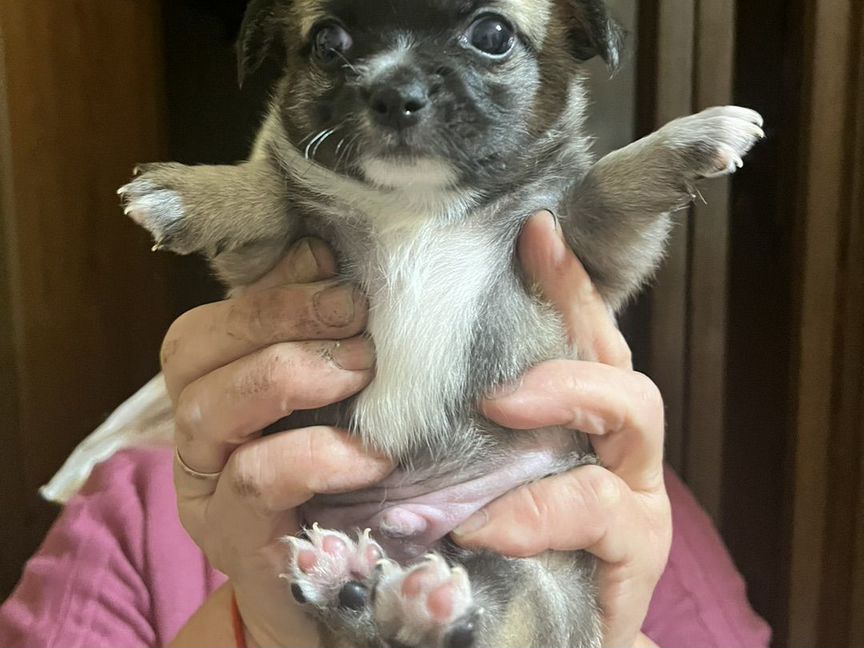 Щенки чихуахуа