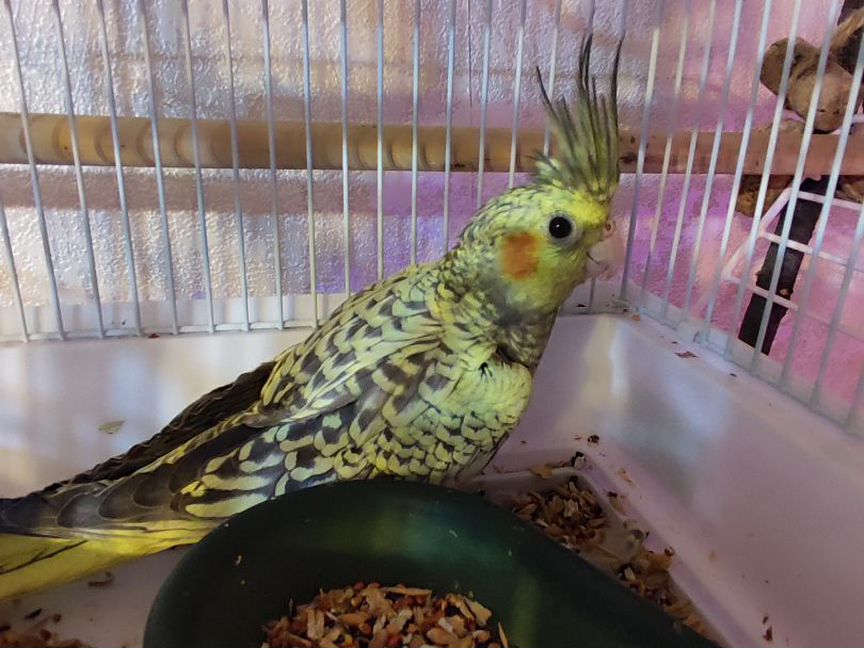 Попугай корелла птенец ручная