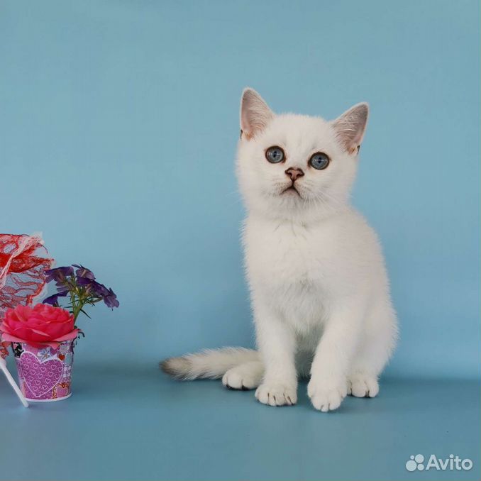 Шотландские серебристые мальчики и девочка