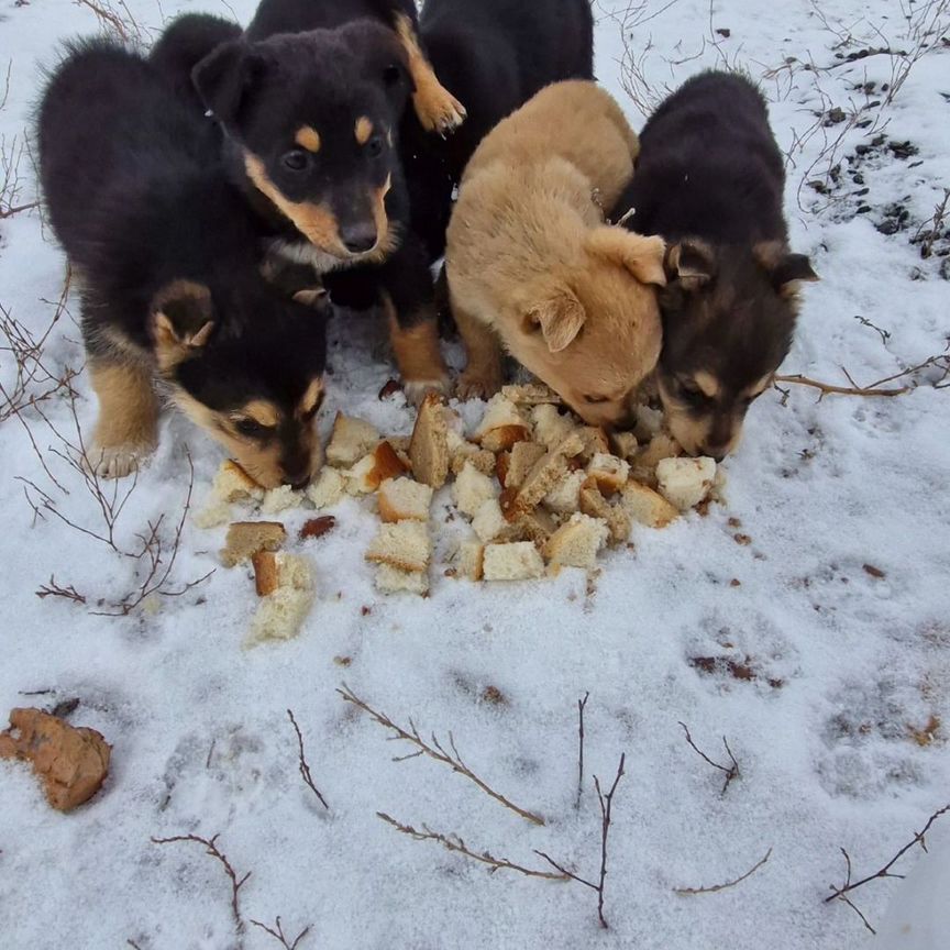 Малыши ищут дом