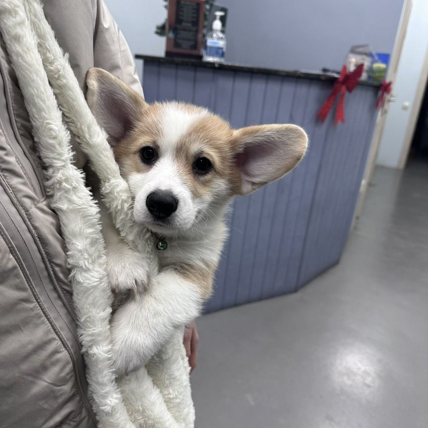 Щенки Вельш-корги пемброк