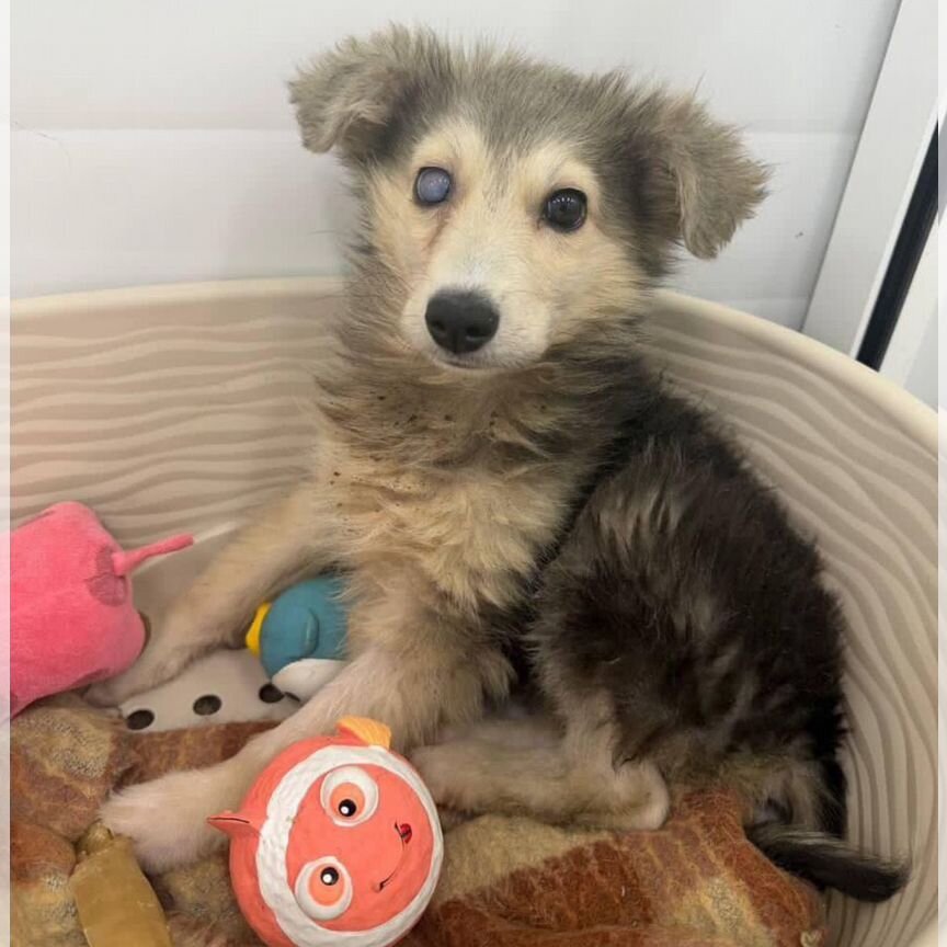 Джек-рассел-терьер, щенок