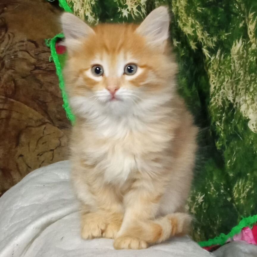 Рыжий пушистик