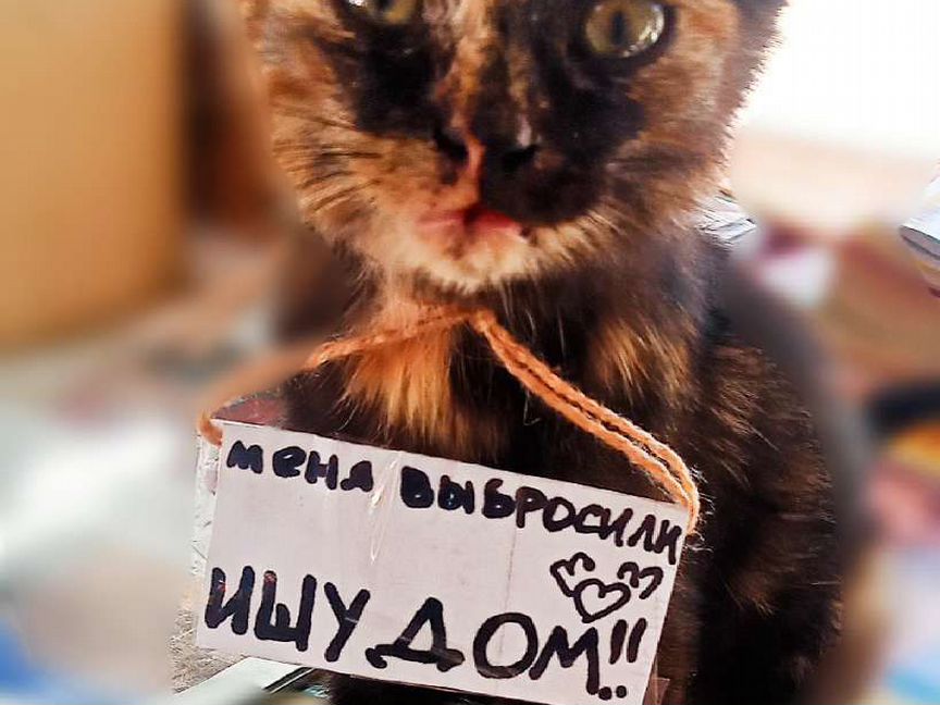 Кошка в дар
