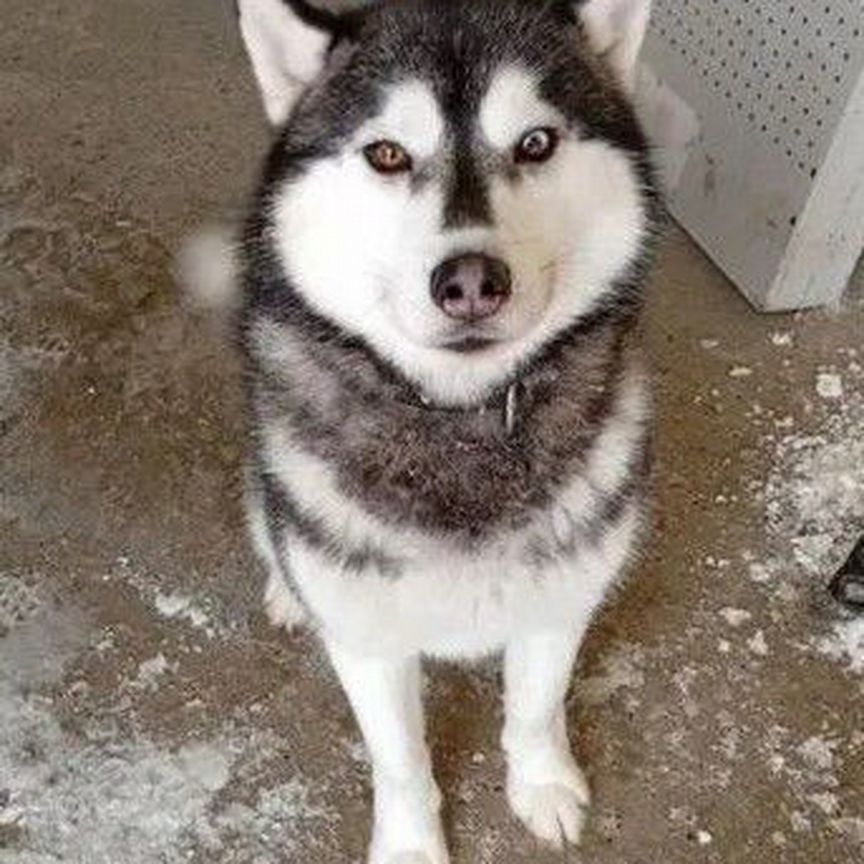 Сибирский хаски, взрослая собака