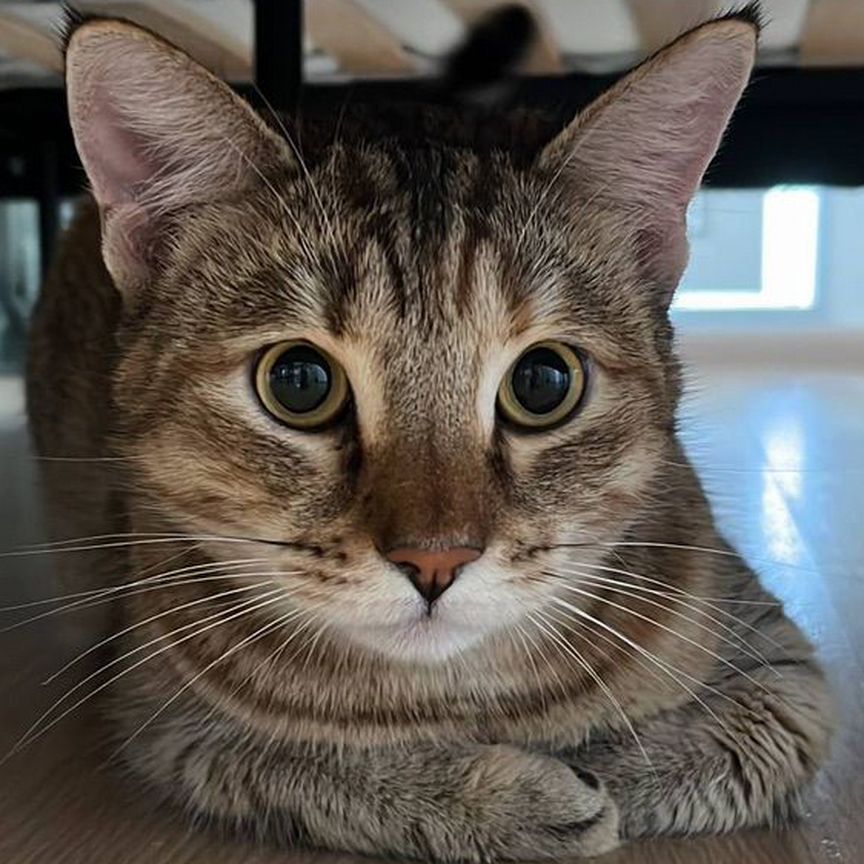 Кошка в дар