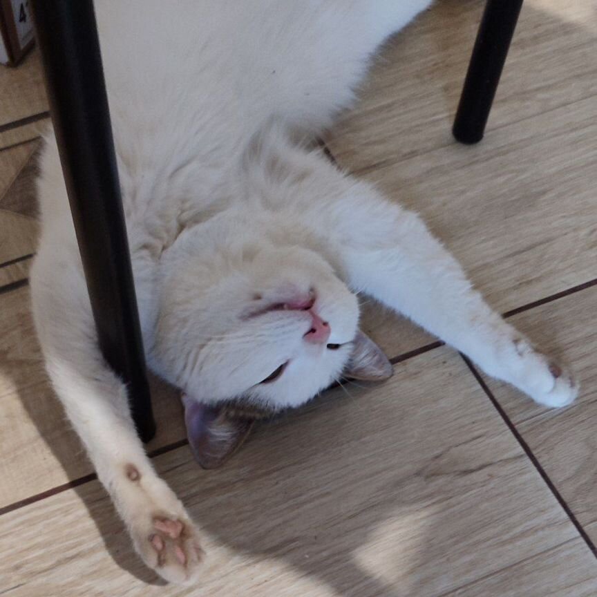 Лучший кот для частного дома