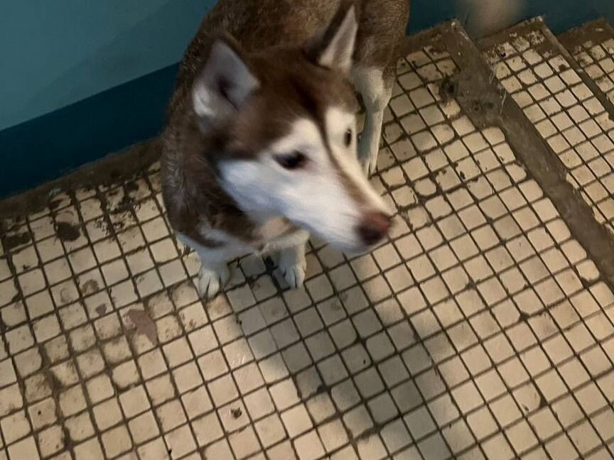 Найдена собака хаски