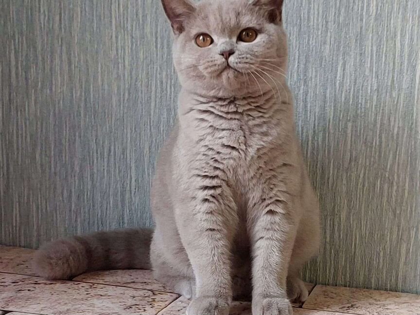 Британский лиловый котенок