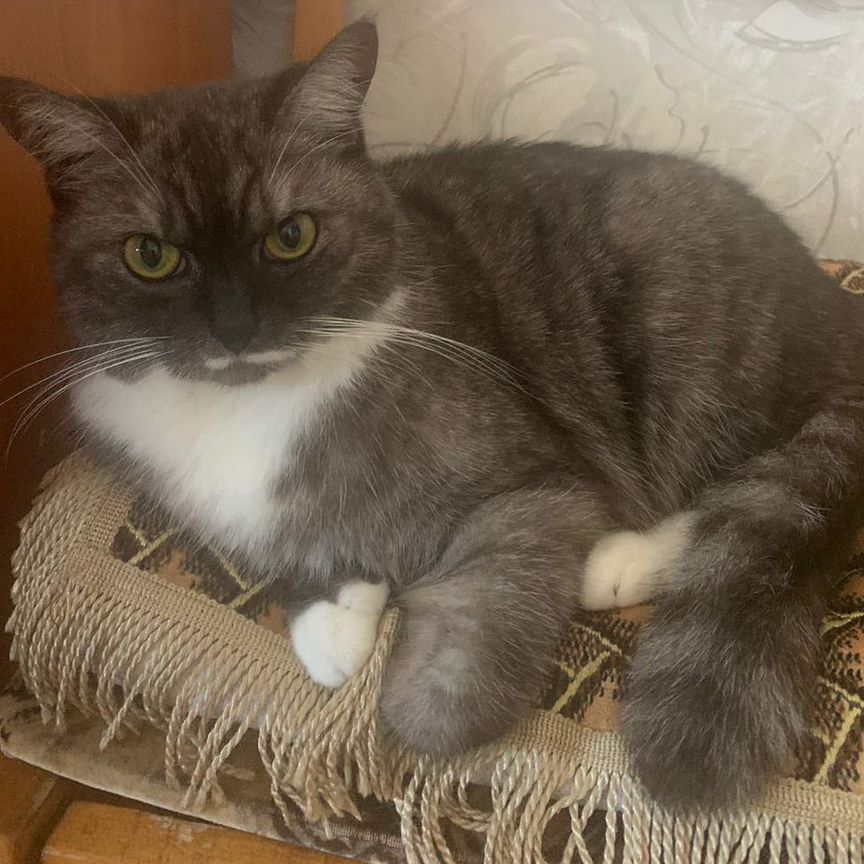 Отдам в добрые руки кошку