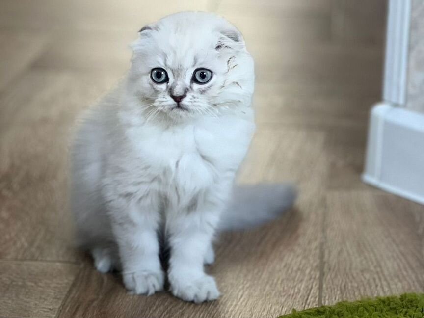 Шотладский котенок(девочка)