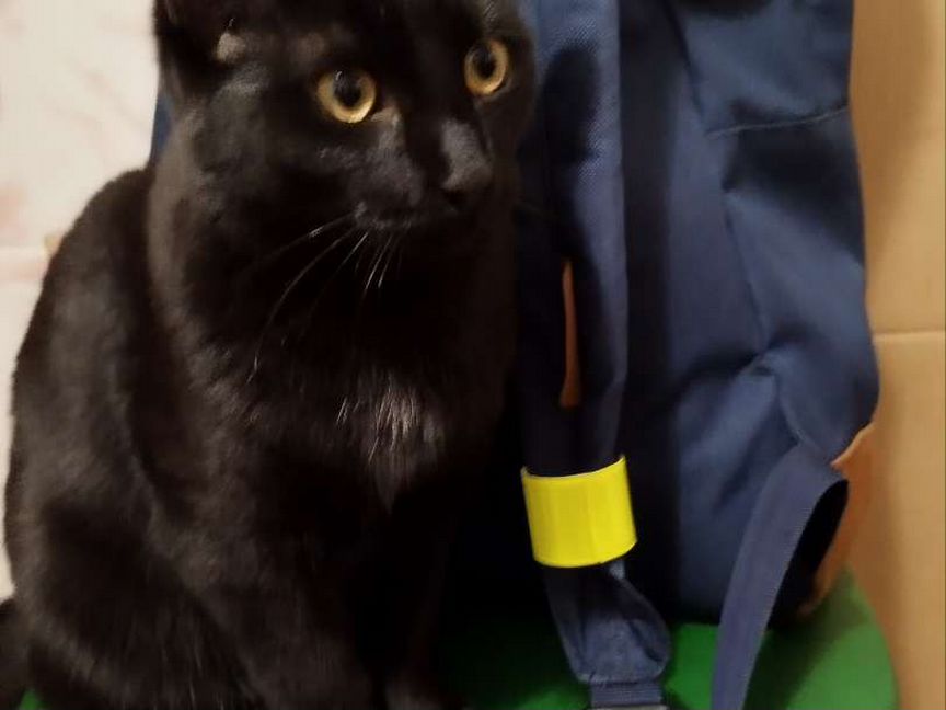 Кошка