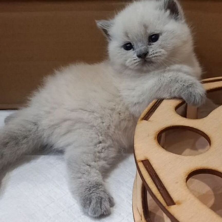 Британские котята