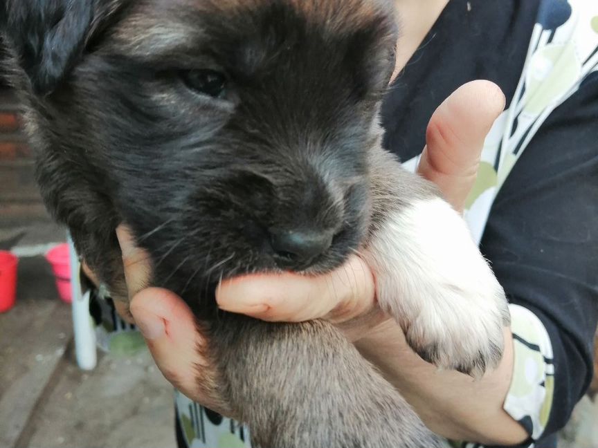 Щенок в добрые руки бесплатно