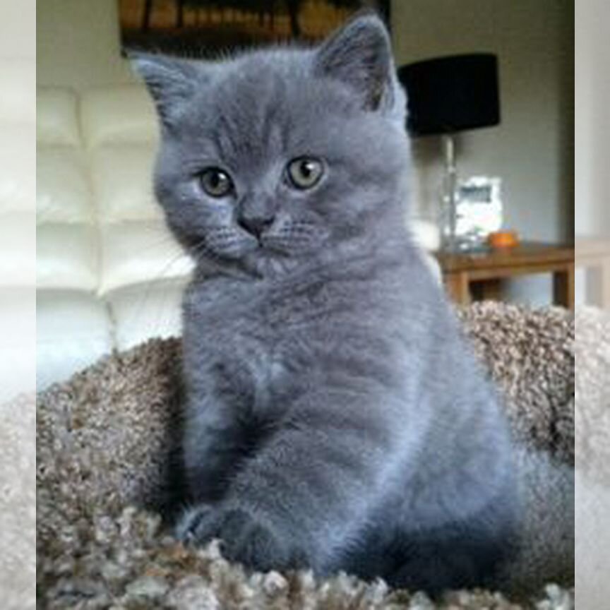 Шотландский прямоухий короткошёрстный котёнок