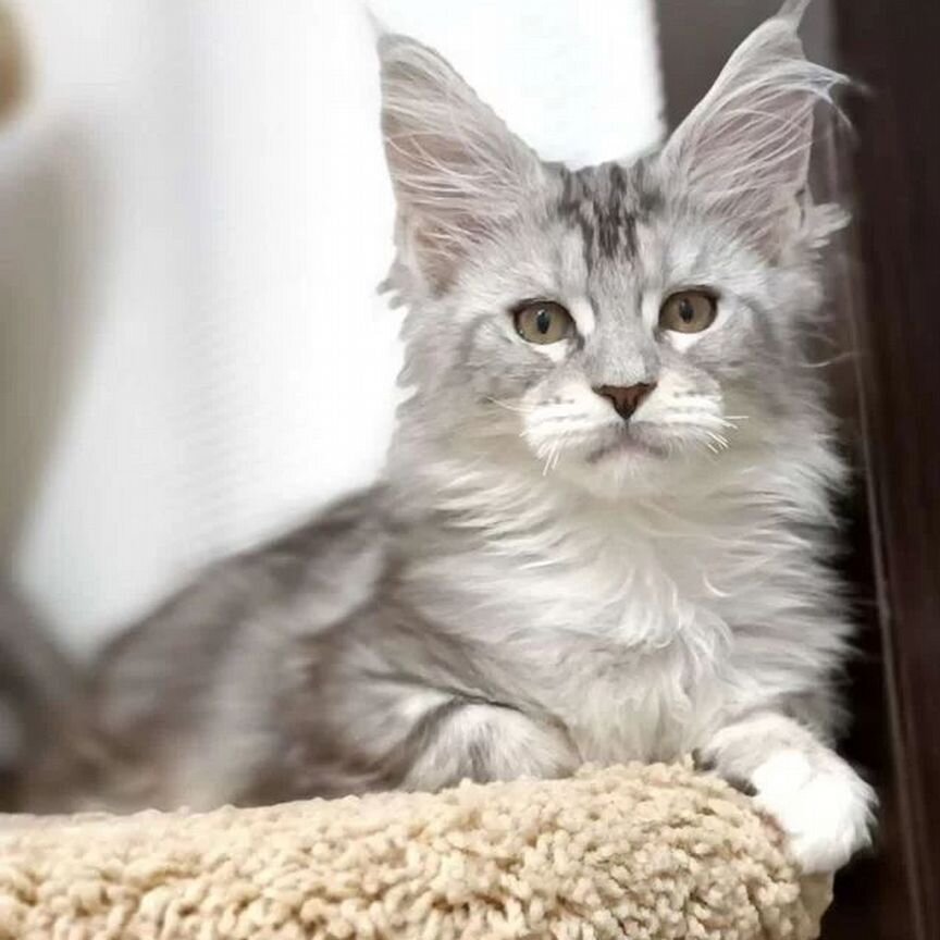 Мейн-кун котёнок