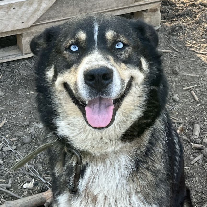 Собака в добрые руки отдам бесплатно