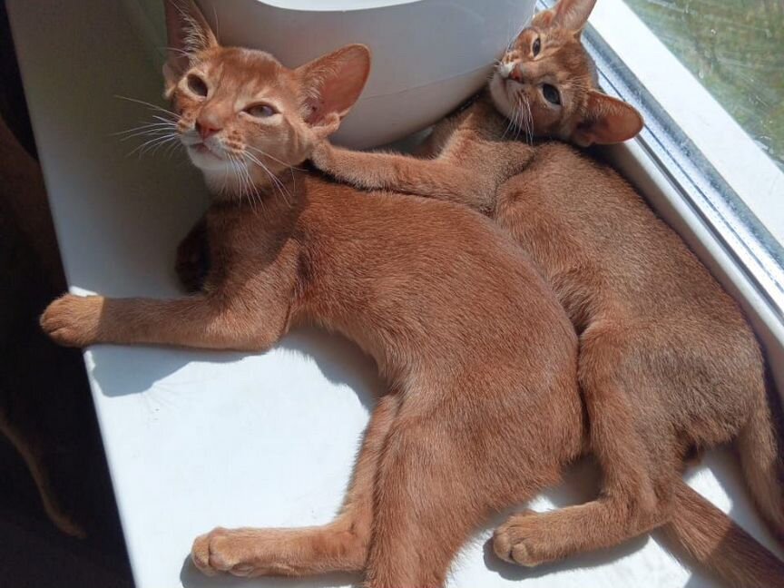 Абиссинские котята