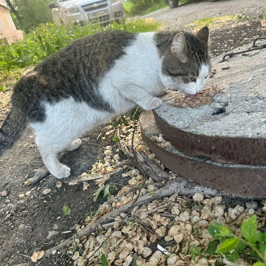 Котику, кошке нужна помощь
