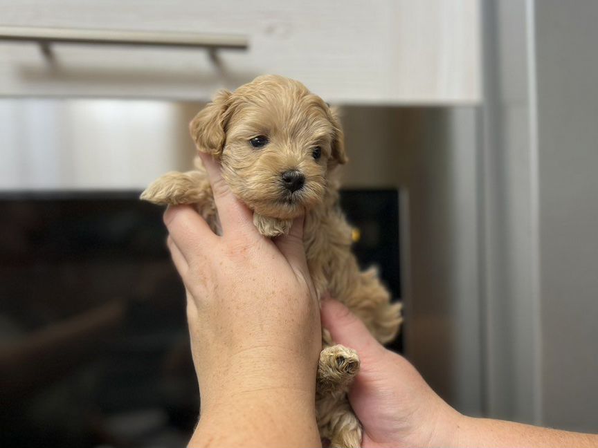 Мальтипу f1 mini