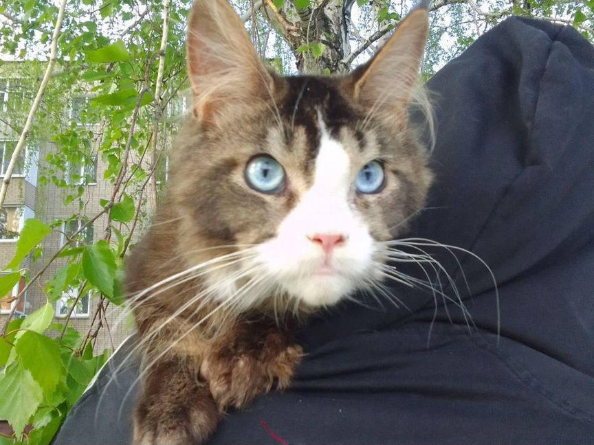 Мейн-кун котята