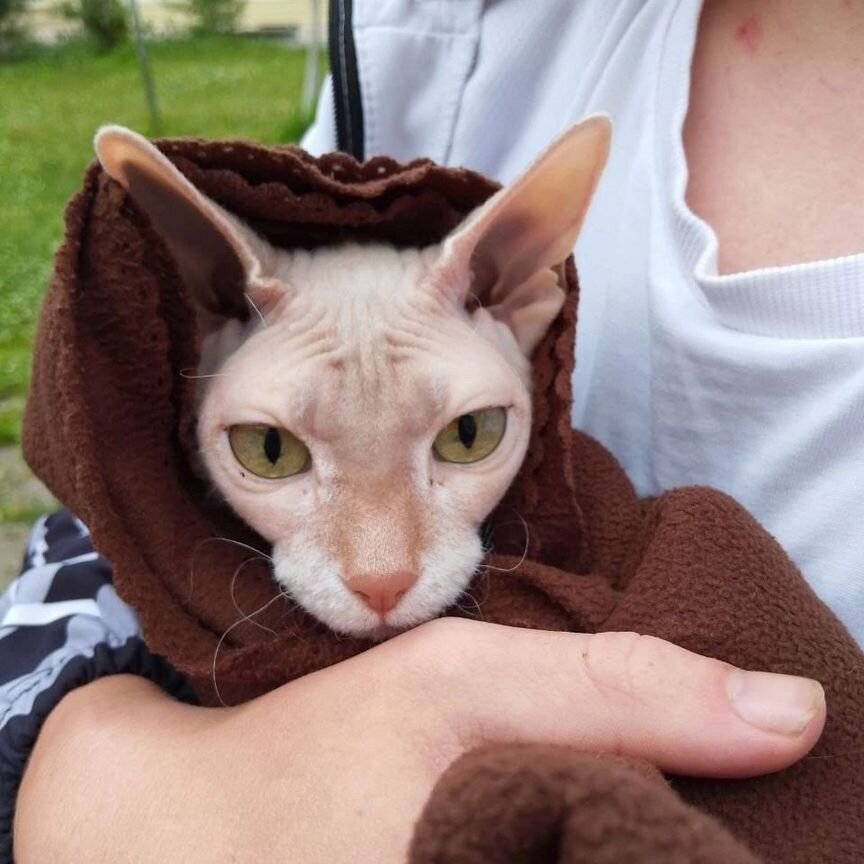 Кошка сфинкс стерилизована