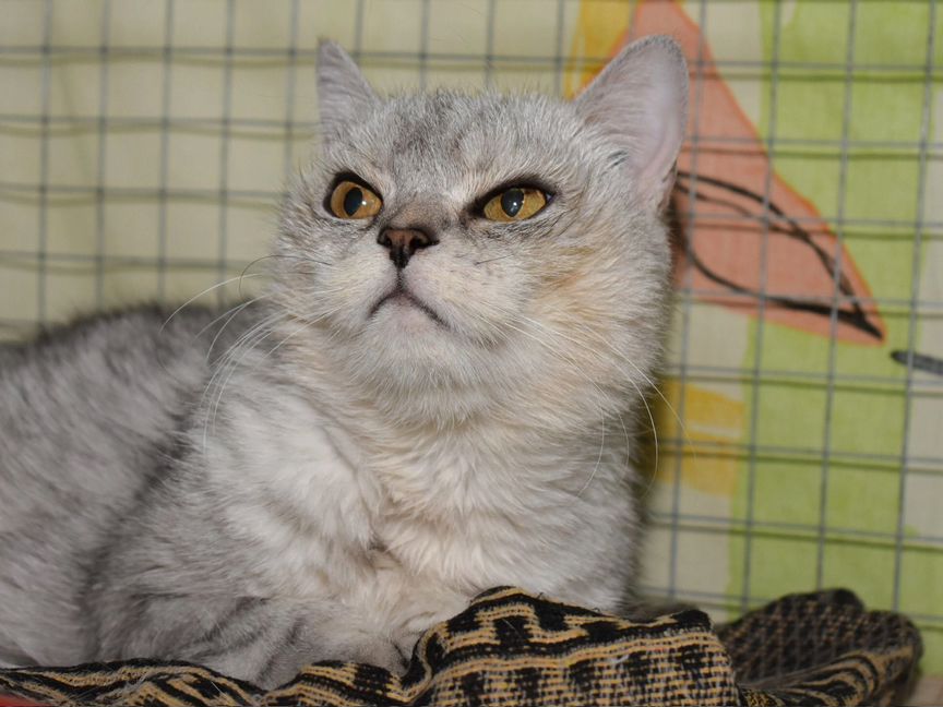 Шотландская прямоухая кошка