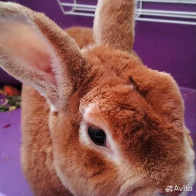 Декоративные кролики в добрые руки