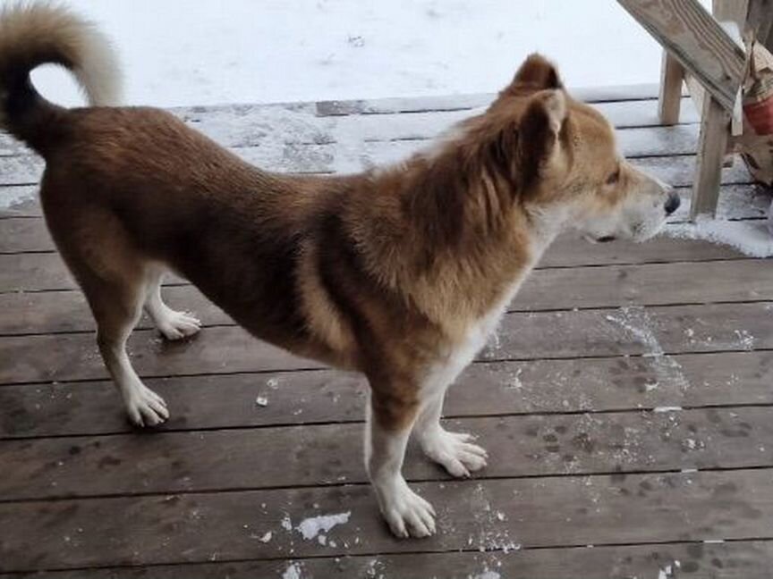Собаке нужен дом