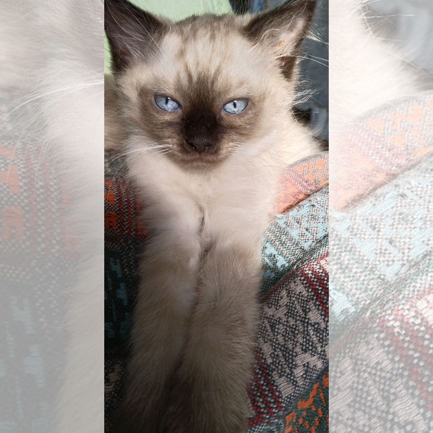 Тайский котёнок